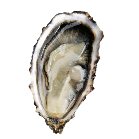Oyster Sticker by Bon Esprit for iOS & Android | GIPHY
