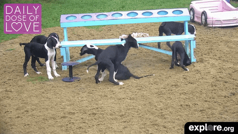 Baby Animal Love GIF by explore.org - Find & Share on GIPHY