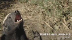 BBC GIF - Find & Share on GIPHY