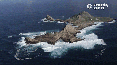 Pacific Ocean GIF by Monterey Bay Aquarium - Find & Share on GIPHY
