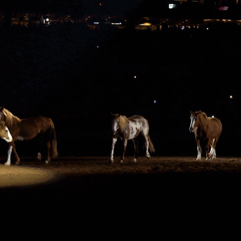 GIF by RODEOHOUSTON - Find & Share on GIPHY