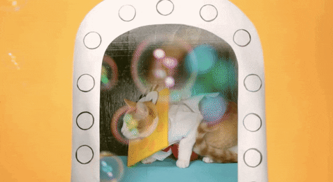 Cat Nickelodeon GIF by SpongeBob SquarePants - Find & Share on GIPHY