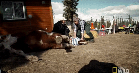 Nat Geo Wild Yukon Vet GIF by Dr. Oakley, Yukon Vet - Find & Share on GIPHY