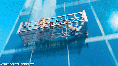 GIF by The Secret Life Of Pets - Find & Share on GIPHY