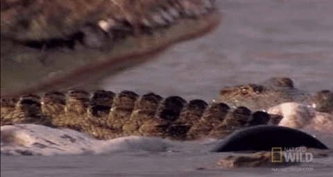 Alligator Nom GIF by Nat Geo Wild - Find & Share on GIPHY