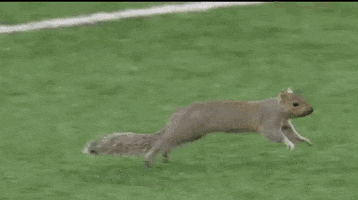 Squirrel gif : r/minnesotavikings