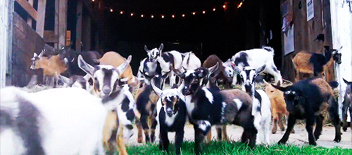 GIF by Random Goat - Find & Share on GIPHY