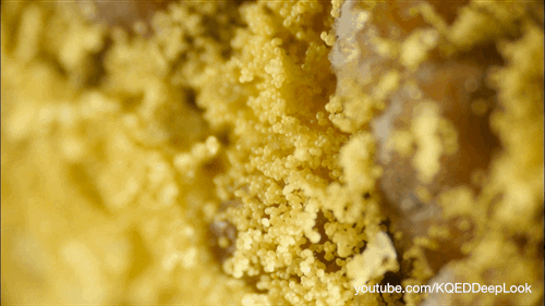 GIF by KQEDScience - Find & Share on GIPHY