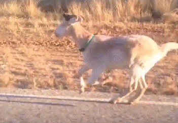 GIF by Random Goat - Find & Share on GIPHY
