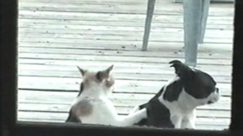 AFV Pets GIF - Find & Share on GIPHY