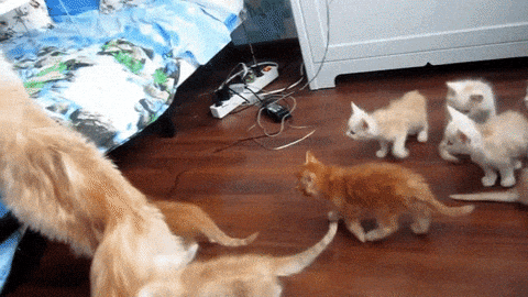 Cat Attack GIF by dan - Find & Share on GIPHY
