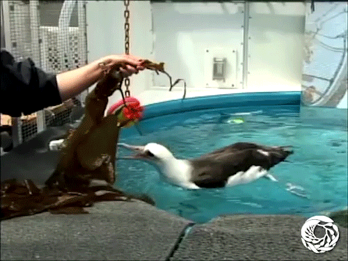 Laysan Albatross GIF by Monterey Bay Aquarium - Find & Share on GIPHY