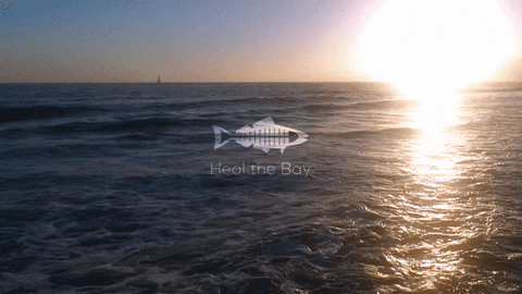 Animated GIF - Find & Share on GIPHY