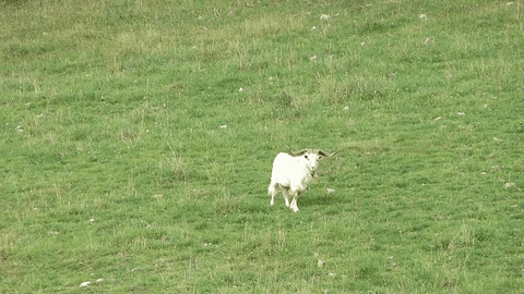 GIF by Random Goat - Find & Share on GIPHY