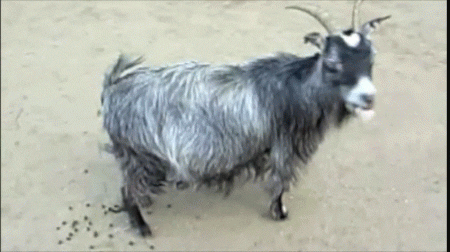 GIF by Random Goat - Find & Share on GIPHY
