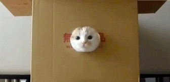 Chinese Animation GIF - Find & Share on GIPHY