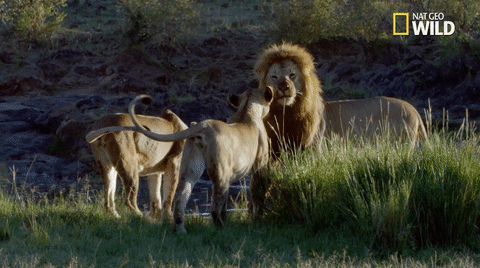 Nat Geo Big Cat Week GIF by Nat Geo Wild - Find & Share on GIPHY