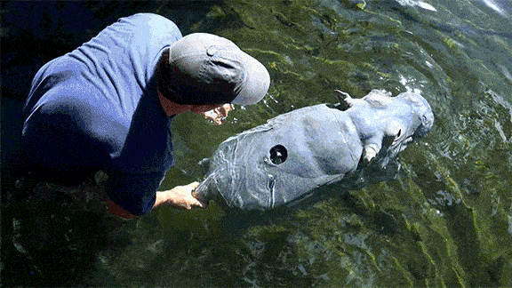 Spy In The Wild Robots GIF by ThirteenWNET - Find & Share on GIPHY