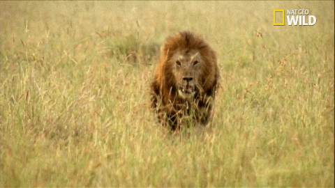 Nat Geo Big Cat Week GIF by Nat Geo Wild - Find & Share on GIPHY