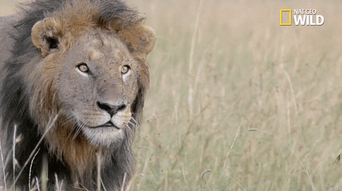 Nat Geo Big Cat Week GIF by Nat Geo Wild - Find & Share on GIPHY