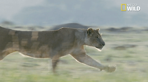 African Cats Big Cat Week GIF by Nat Geo Wild - Find & Share on GIPHY