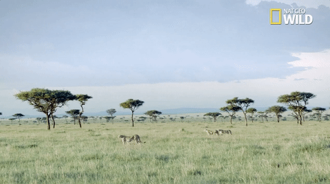 African Cats Big Cat Week GIF by Nat Geo Wild - Find & Share on GIPHY