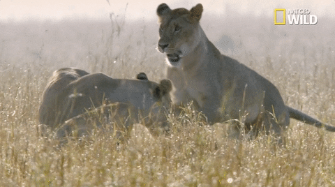 Nat Geo Big Cat Week GIF by Nat Geo Wild - Find & Share on GIPHY