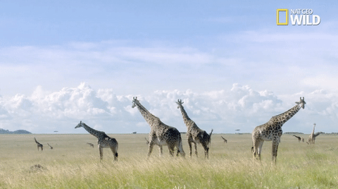 African Cats Big Cat Week GIF by Nat Geo Wild - Find & Share on GIPHY