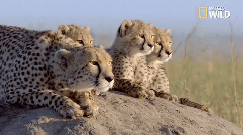 Nat Geo Big Cat Week GIF by Nat Geo Wild - Find & Share on GIPHY