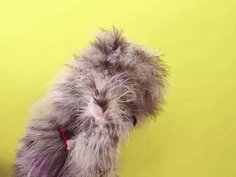 Disappointed Puppet GIF by Hazelnut Blvd - Find & Share on GIPHY