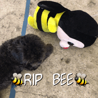Rip Bee GIF by Jess - Find & Share on GIPHY