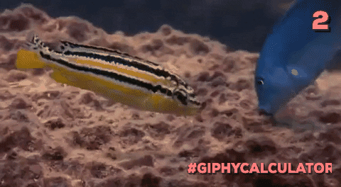GIF by David - Find & Share on GIPHY