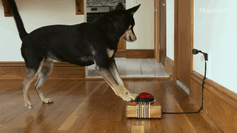 Dog Selfie GIF by Mashable - Find & Share on GIPHY