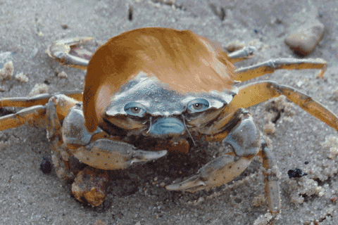 Trump Crab GIFs - Get the best GIF on GIPHY