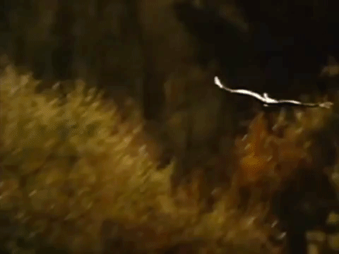 The Beastmaster GIF - Find & Share on GIPHY