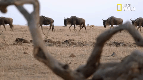 Savage Kingdom Big Cat Week GIF by Nat Geo Wild - Find & Share on GIPHY