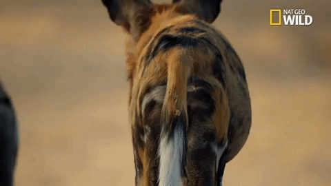 GIF by Nat Geo Wild - Find & Share on GIPHY