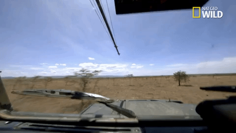 Savage Kingdom Big Cat Week GIF by Nat Geo Wild - Find & Share on GIPHY