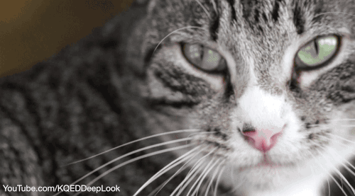 Cat Tongue GIF by PBS Digital Studios - Find & Share on GIPHY
