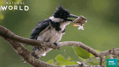 Shaking Natural World GIF by BBC Earth - Find & Share on GIPHY