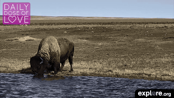 Canada Bison GIF by explore.org - Find & Share on GIPHY