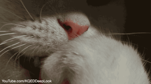 Cat Tongue GIF by PBS Digital Studios - Find & Share on GIPHY