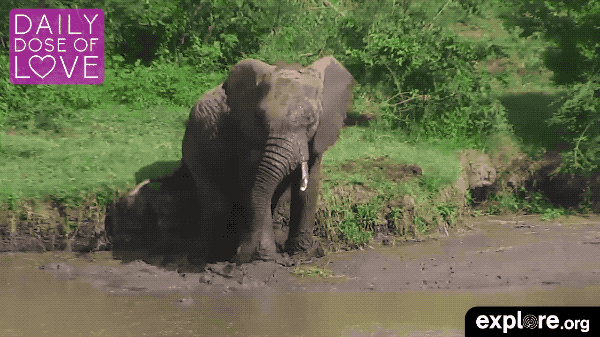 Elephant Africa GIF by explore.org - Find & Share on GIPHY