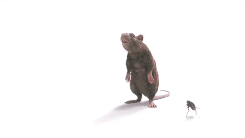 Rat Yes GIF by DOOM PATROL - Find & Share on GIPHY