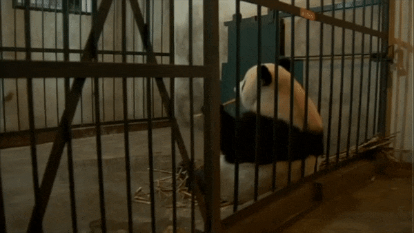 Bamboo GIF by Neon Panda MX - Find & Share on GIPHY