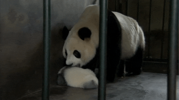 Tierno GIFs - Find & Share on GIPHY