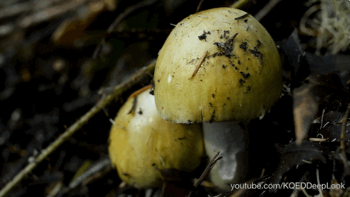Poisonous Mushroom GIF by PBS - Find & Share on GIPHY
