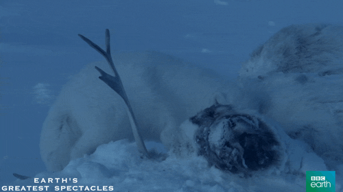 Natural History Eating GIF by BBC Earth - Find & Share on GIPHY