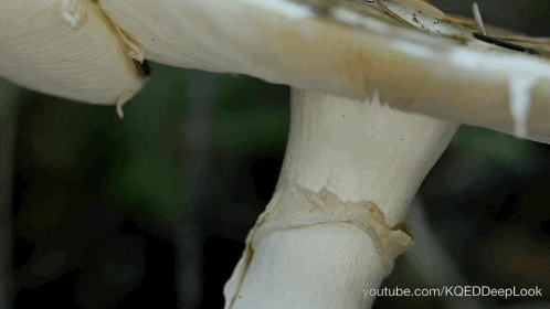 Poisonous Mushroom GIF by PBS - Find & Share on GIPHY