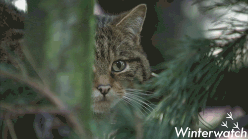 Wildlife GIF by BBC Earth - Find & Share on GIPHY